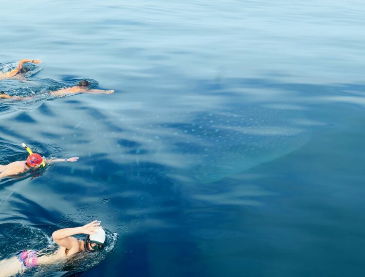 Swimming Holidays, Adventure Swimming Holidays | SwimTrek